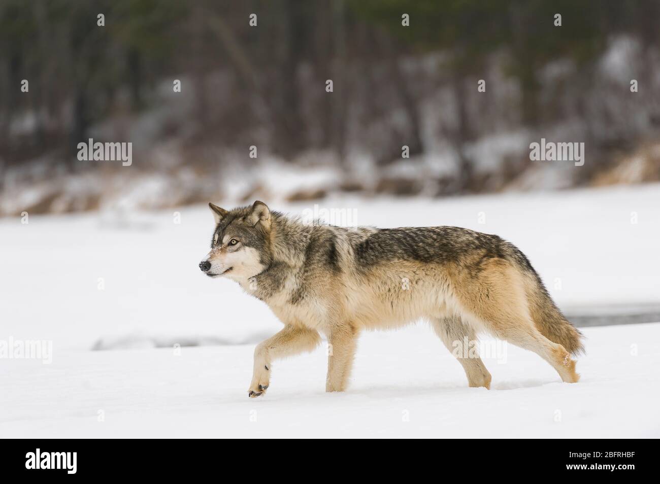 Gray wolf hunting hi-res stock photography and images - Alamy