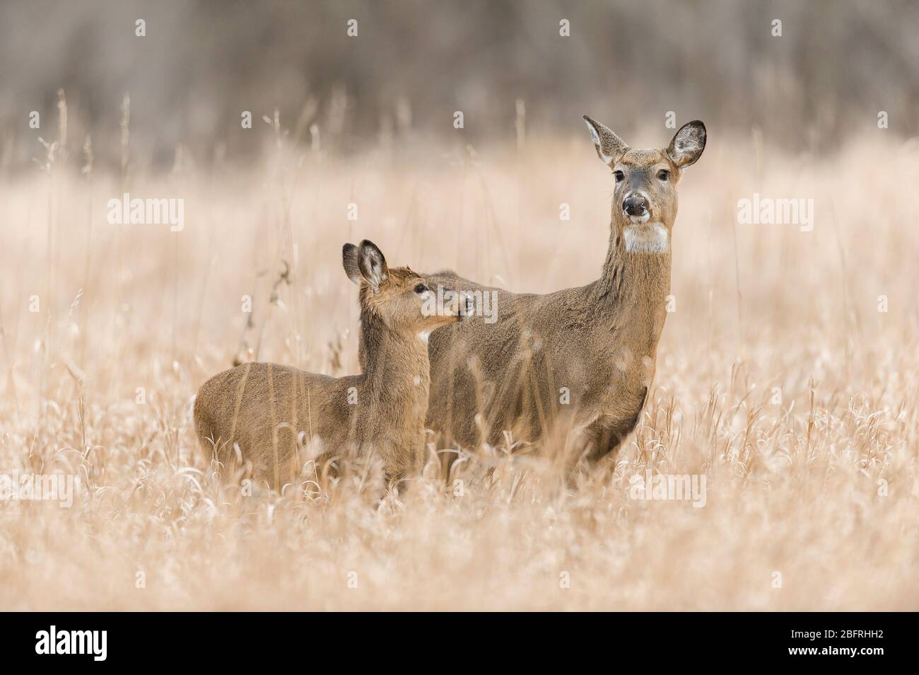White-tailed Deer, doe with yearling, (Odocoileus virginianus), Eastern ...