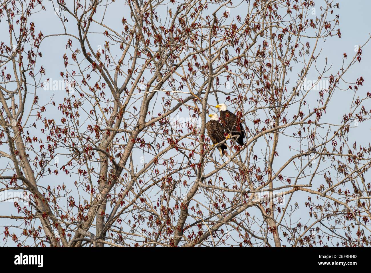 pair of eagles together on a branch high in a tree in early Spring ...