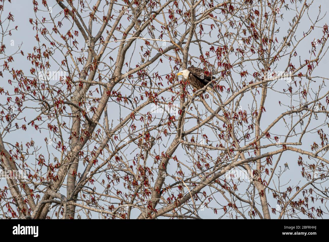 Eagle flexing wings before flight Stock Photo - Alamy