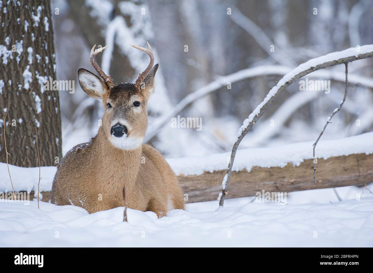 White-tailed Deer, buck (Odocoileus virginianus), Eastern N. America ...