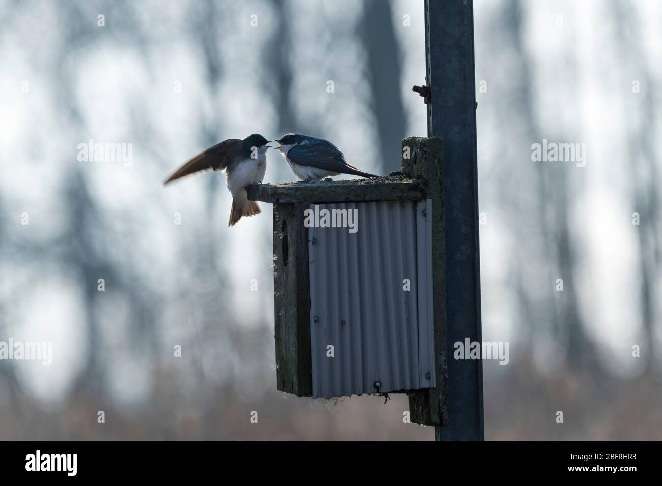 Two tree swallows hi-res stock photography and images - Alamy