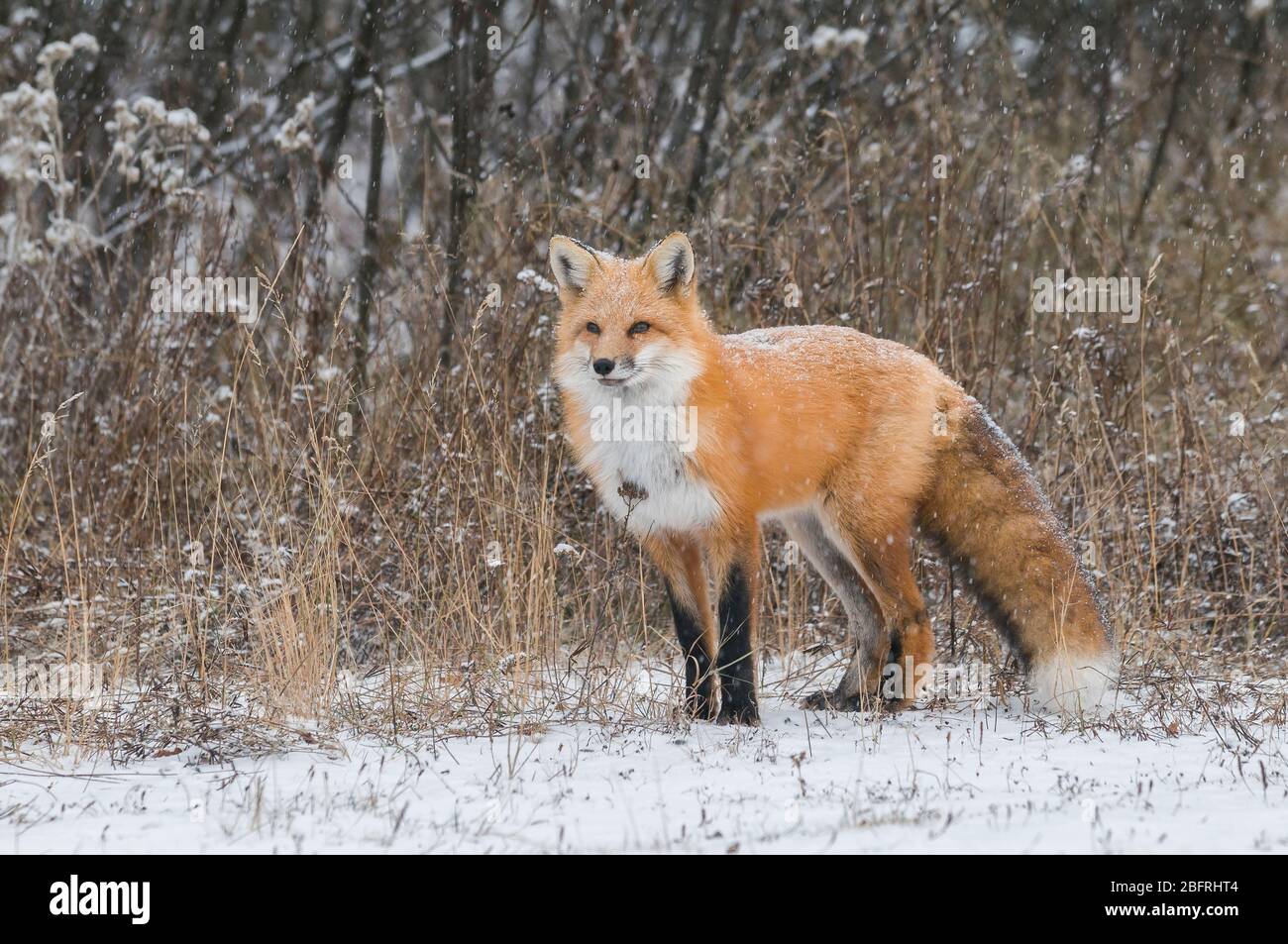 Adult Red Fox (Vulpes vulpes), Winter, North America, by Dominique ...