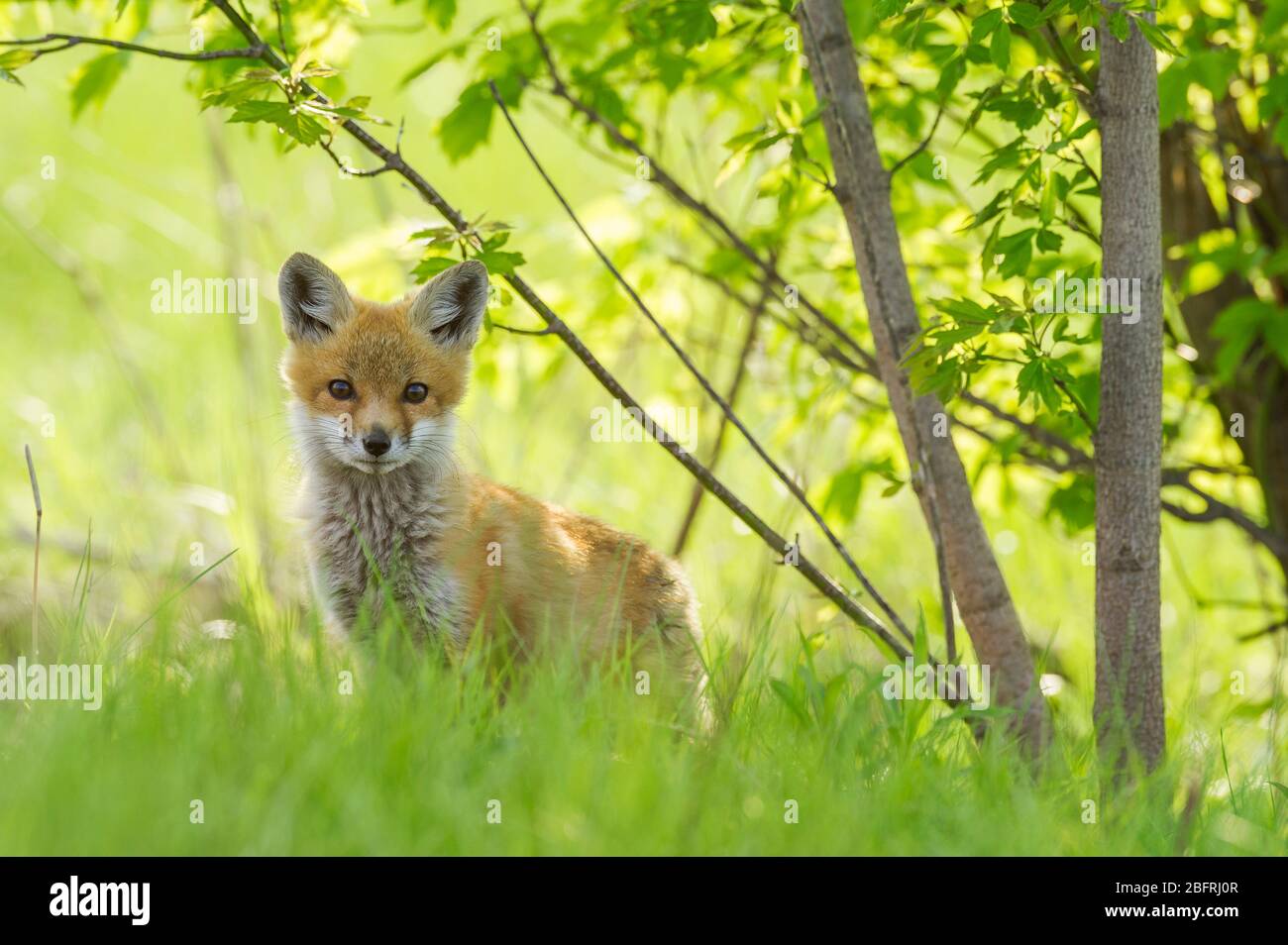 Red Fox Kit (Vulpes vulpes), Spring, North America, by Dominique Braud ...