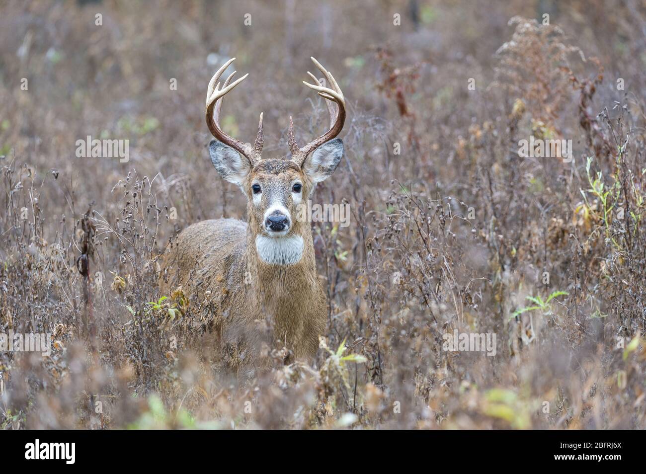White-tailed Deer, buck (Odocoileus virginianus), Eastern N. America ...