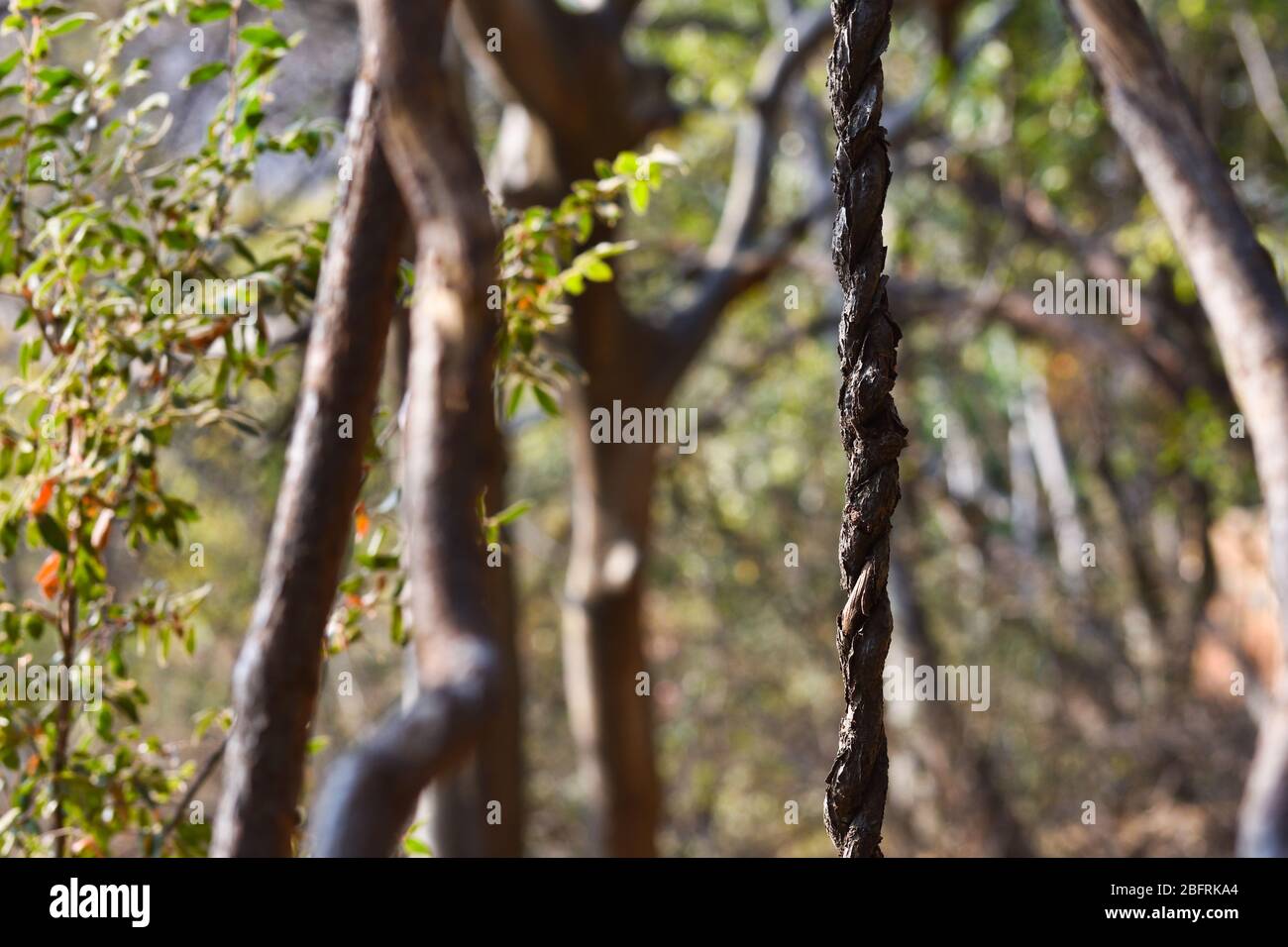 Twisted tree vine hi-res stock photography and images - Alamy