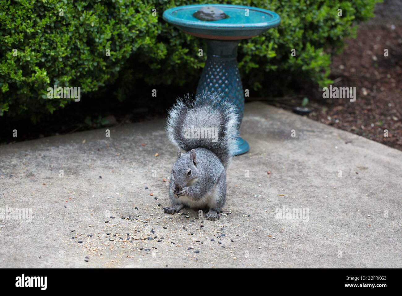 A grey squirrel eating seeds from a patio Stock Photo - Alamy
