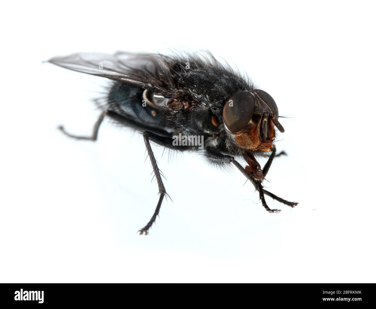 Home-fly isolated on white Stock Photo - Alamy