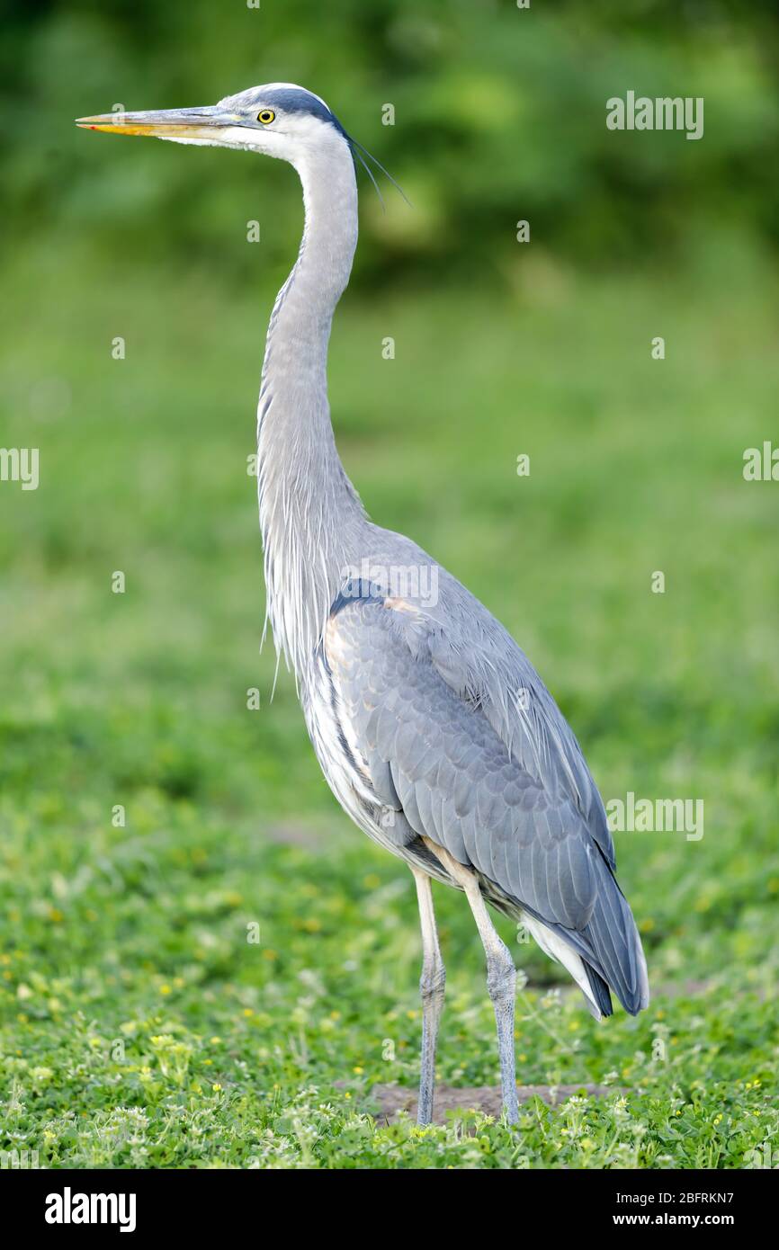 Juvenile great blue heron ardea hi-res stock photography and images - Alamy