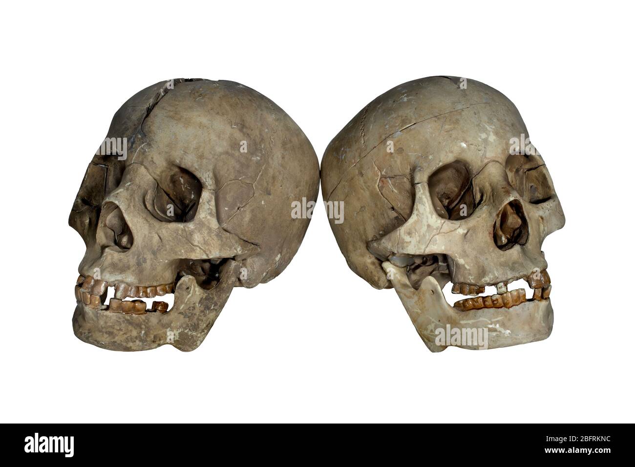 Full skull Cut Out Stock Images & Pictures - Alamy