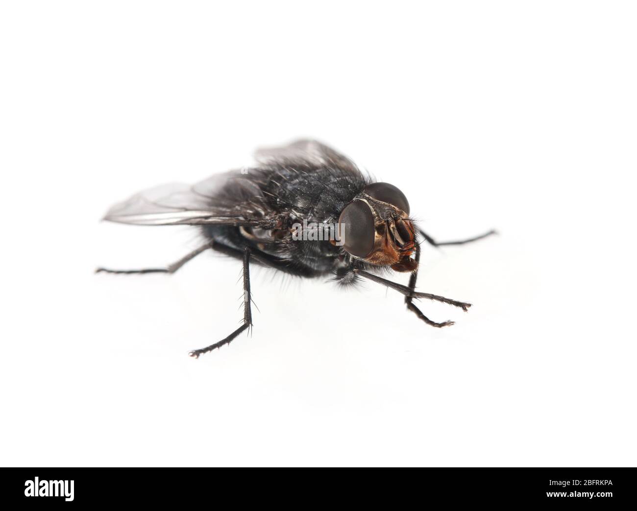 Home-fly isolated on white Stock Photo - Alamy