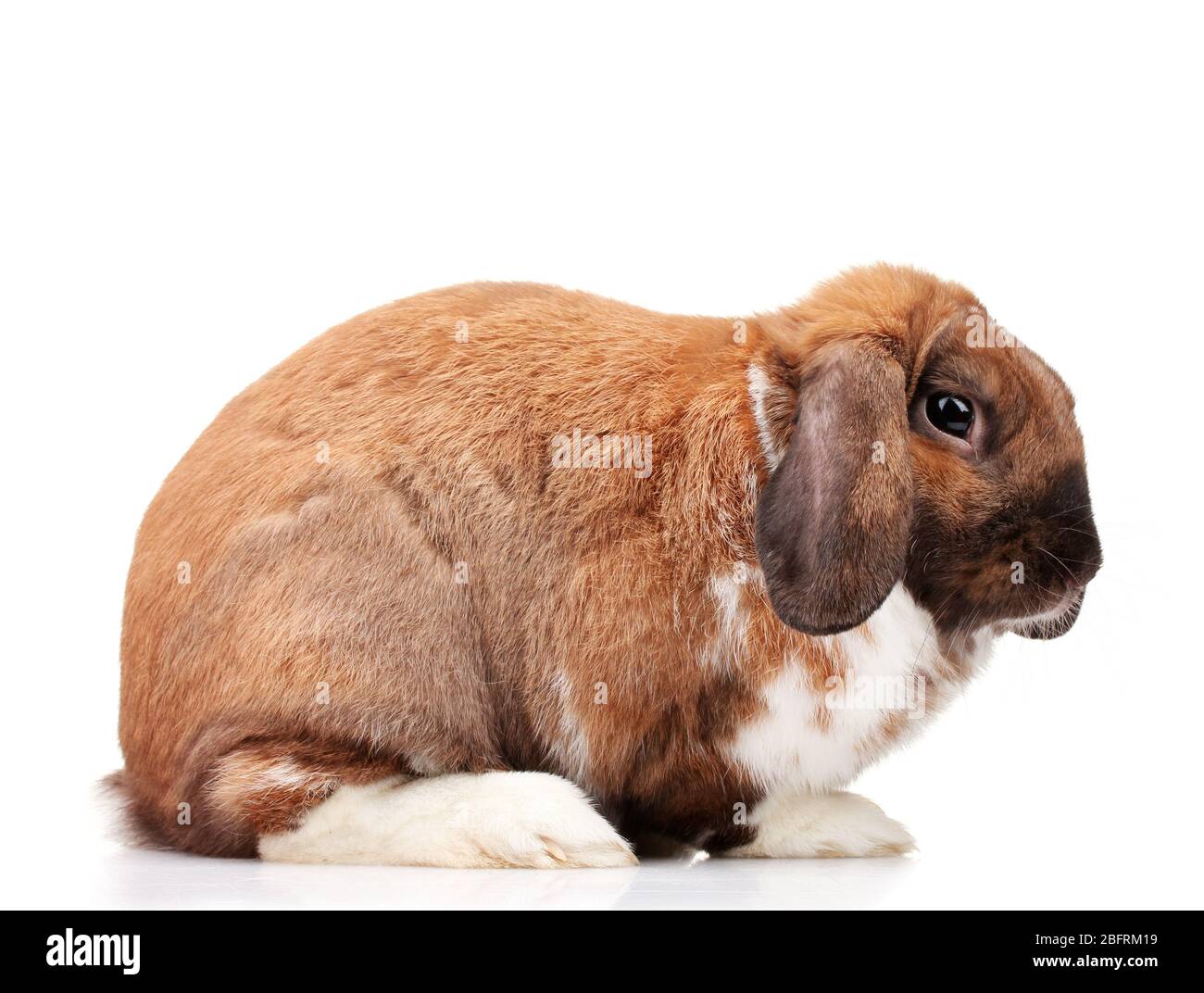 Cute brown lop eared Cut Out Stock Images & Pictures - Alamy