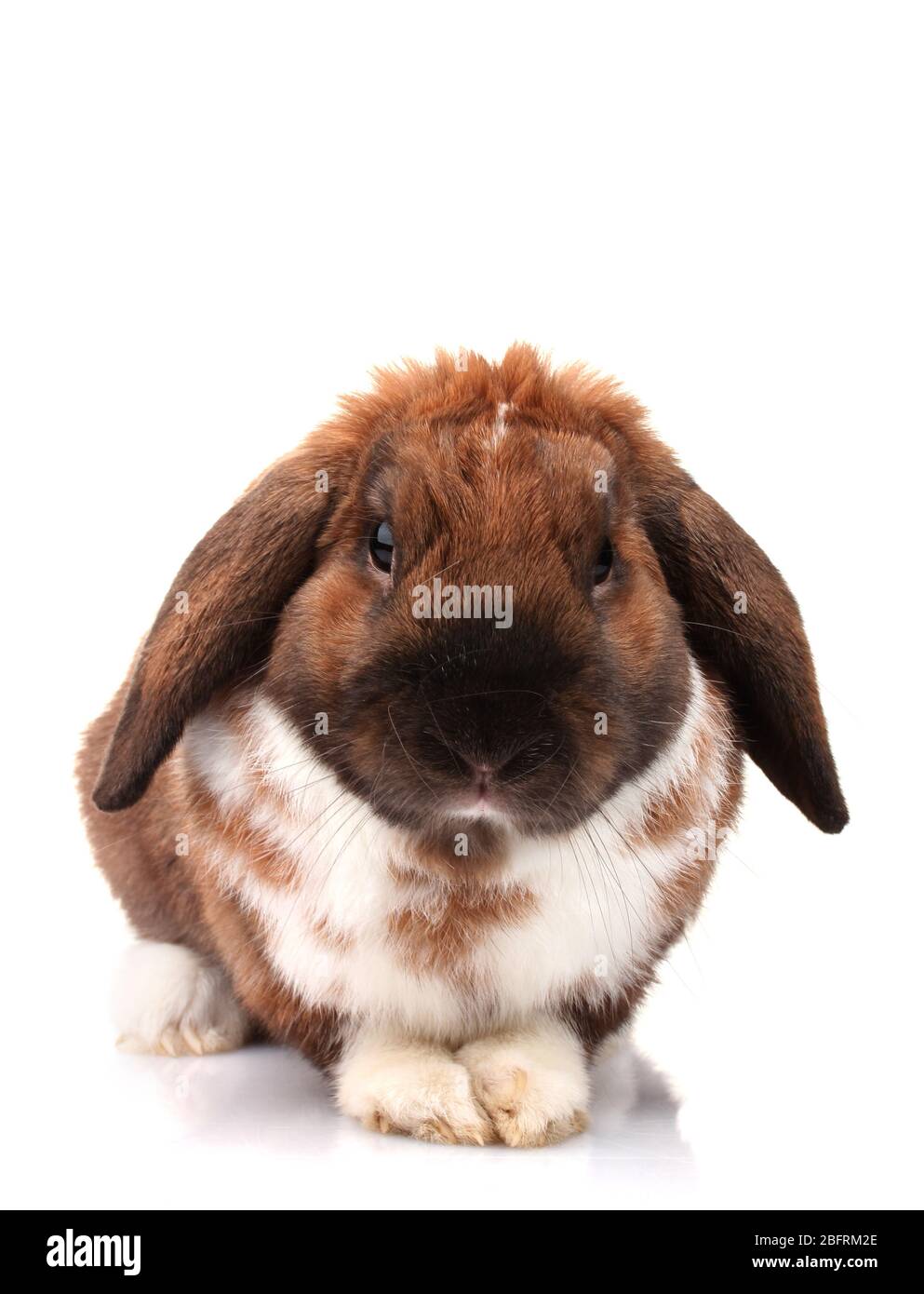 Lop eared dwarf rabbit domestic rabbit hi-res stock photography and ...