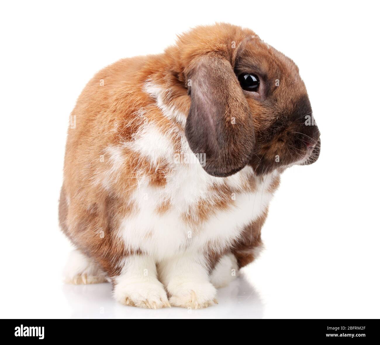 Lop-eared rabbit isolated on white Stock Photo - Alamy