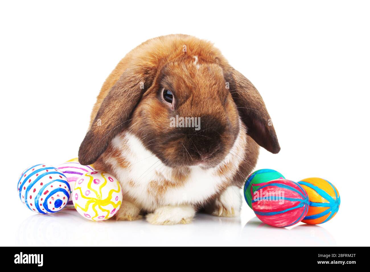 Lop-eared rabbit with eggs isolated on white Stock Photo - Alamy