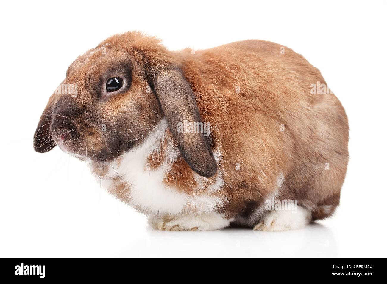 Adorable lop eared bunny Cut Out Stock Images & Pictures - Alamy