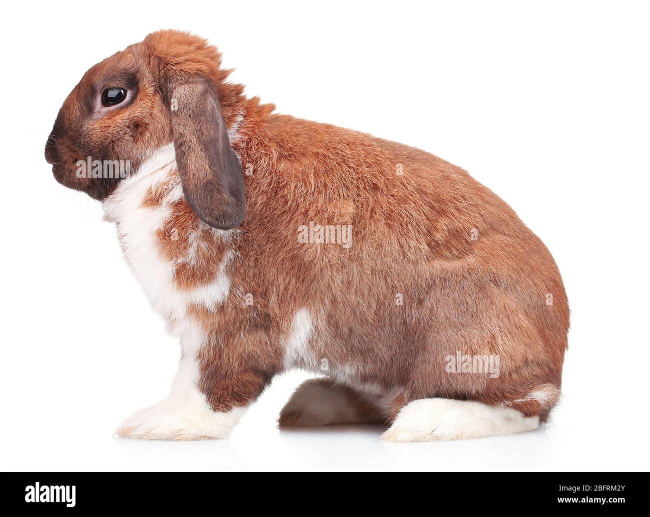 Lop-eared rabbit isolated on white Stock Photo - Alamy