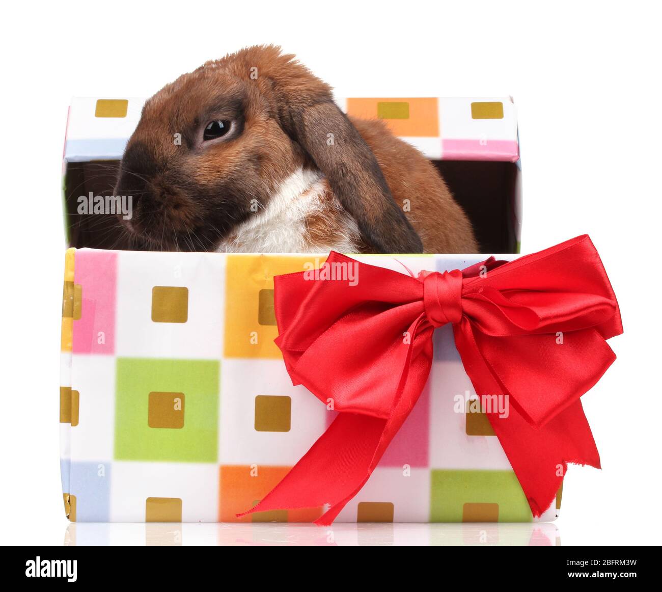Lop-eared rabbit in a gift box with red bow isolated on white Stock ...