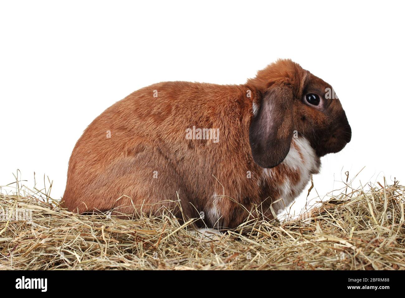 Lop-eared rabbit in a haystack on white background Stock Photo - Alamy