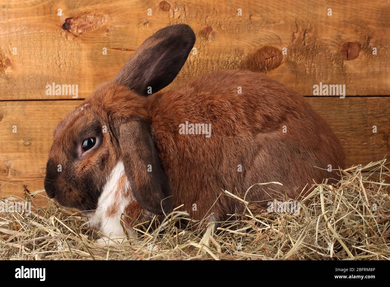 Lop-eared rabbit in a haystack on wooden background Stock Photo - Alamy