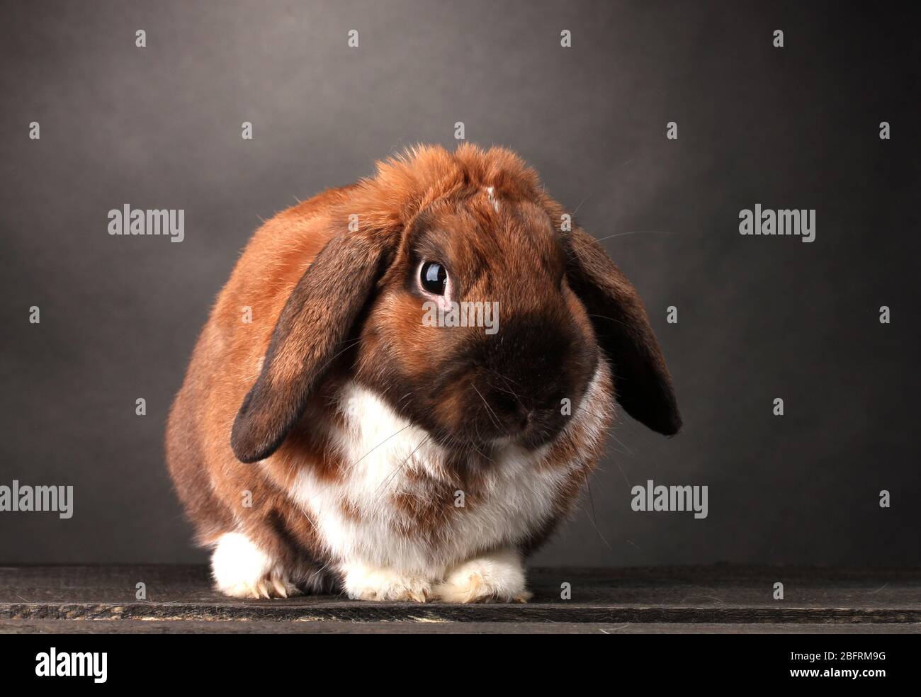 Lop-eared rabbit on grey background Stock Photo - Alamy
