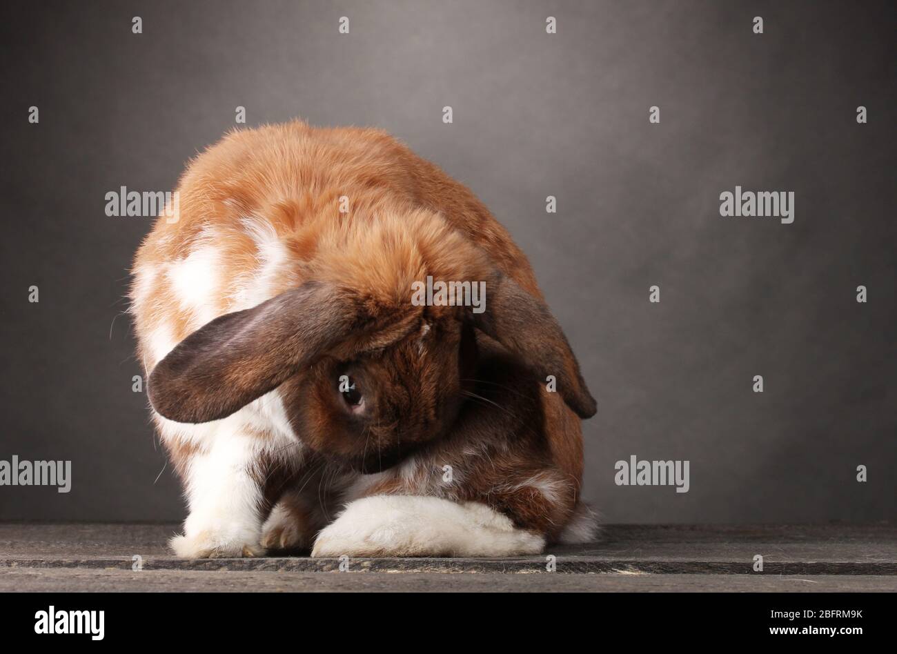 Lop-eared rabbit on grey background Stock Photo - Alamy