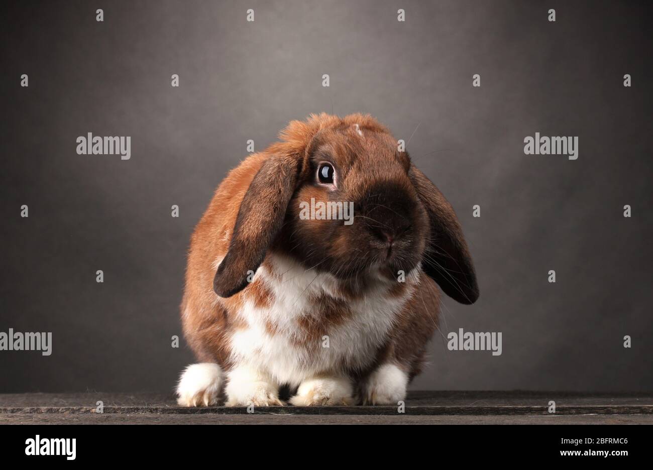 Lop-eared rabbit on grey background Stock Photo - Alamy