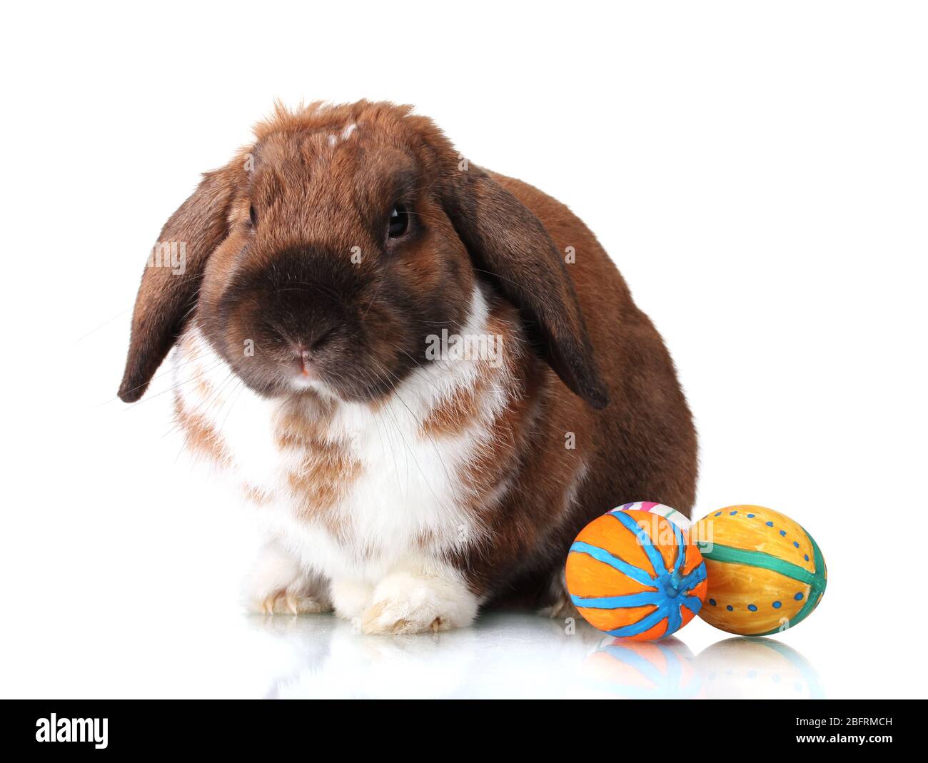 Lop-eared rabbit with eggs isolated on white Stock Photo - Alamy