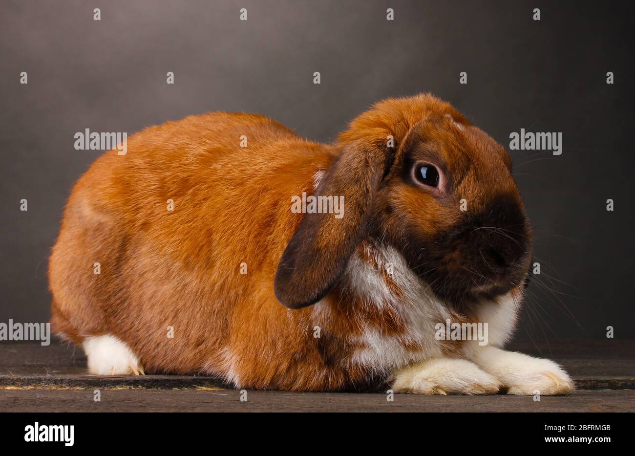 Lop-eared rabbit on grey background Stock Photo - Alamy
