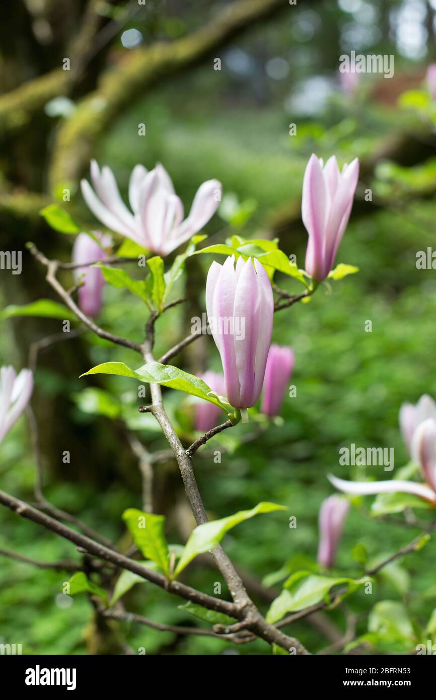 Magnolia liliiflora 'Betty' Stock Photo - Alamy