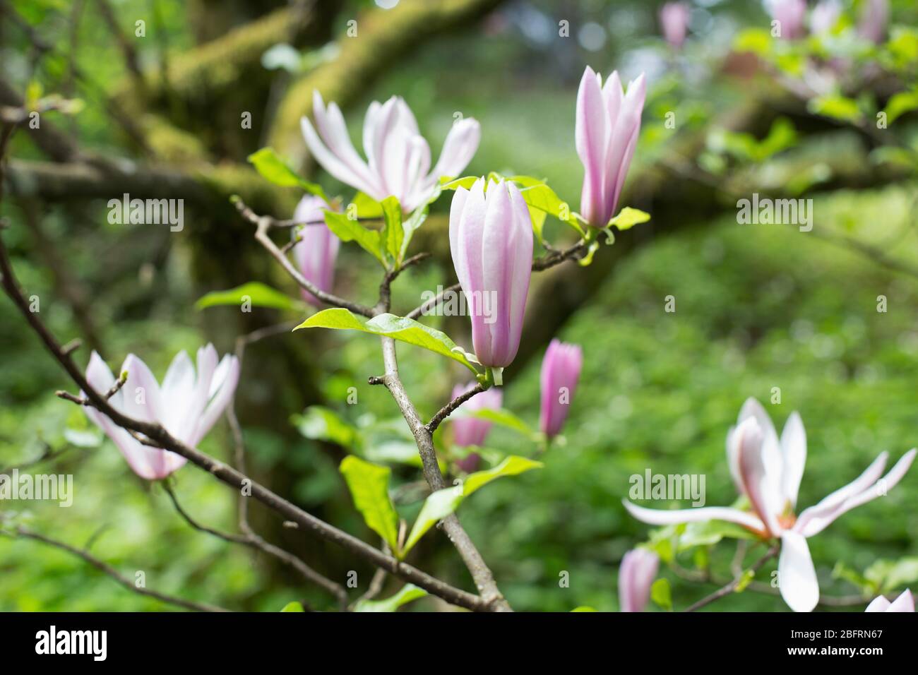 Magnolia betty hi-res stock photography and images - Alamy