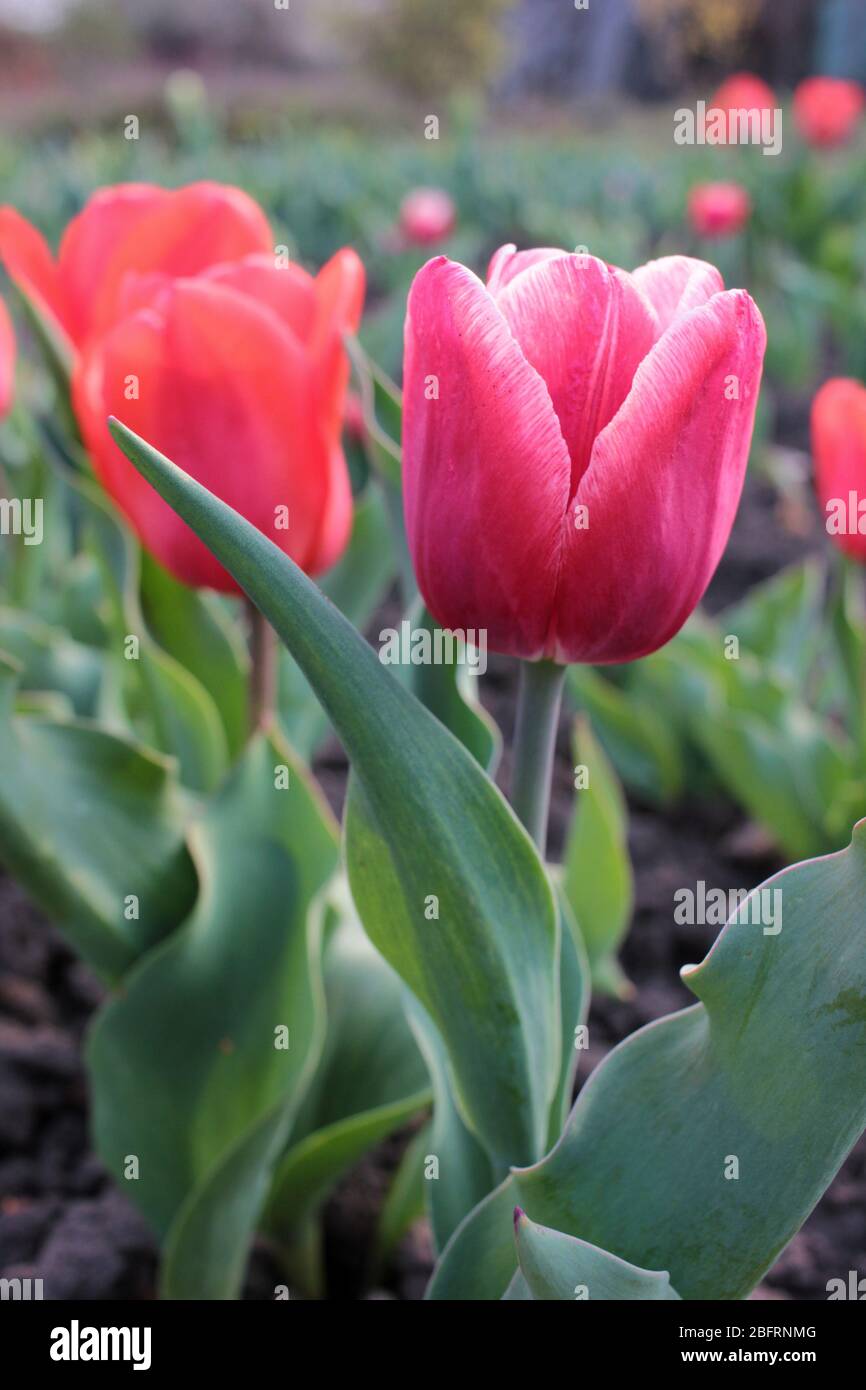 Close-up of Pink tulips, variety of Dutch (Holland) flower bulbs in the ...