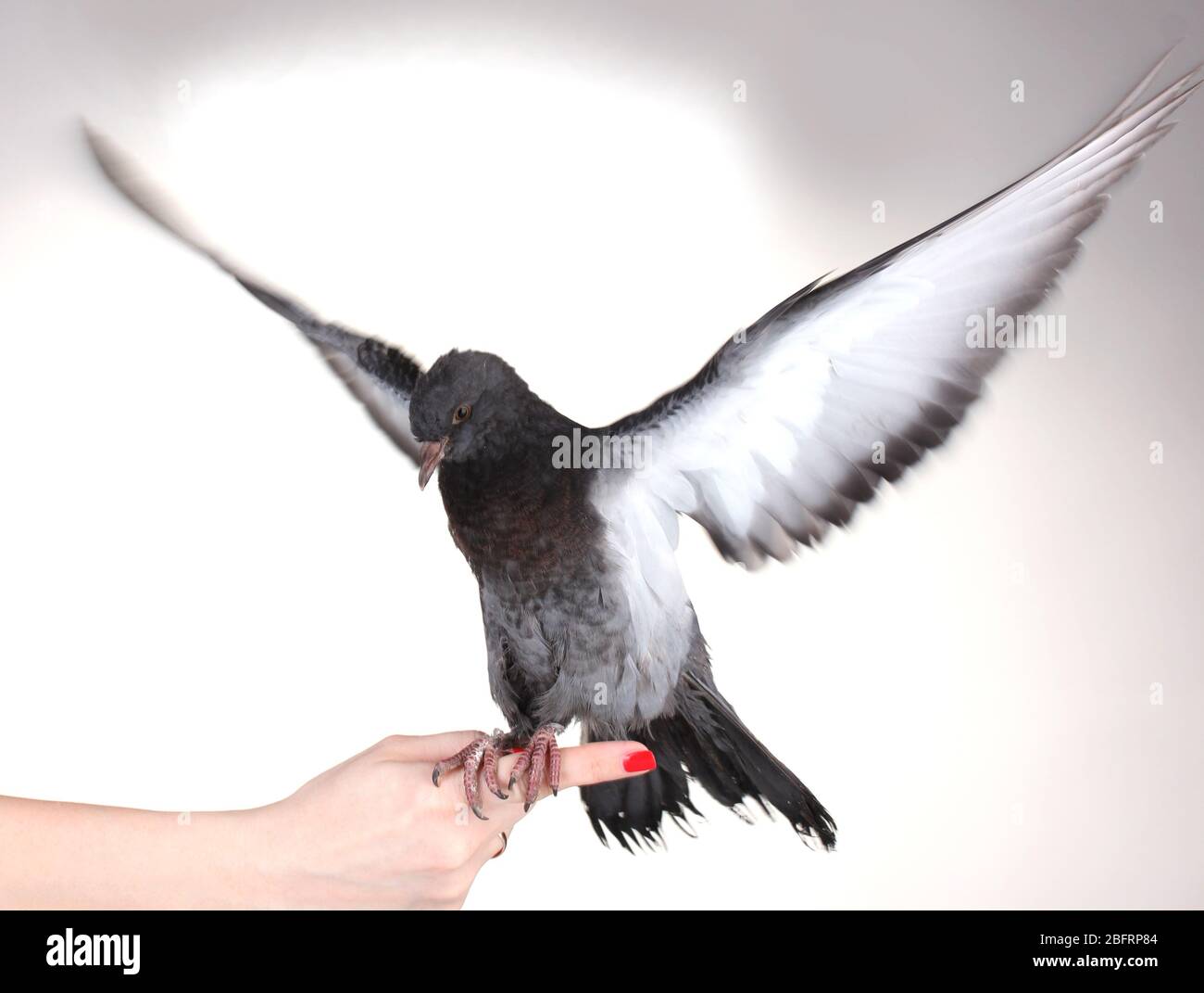 beautiful gray pigeon in hand isolated on white Stock Photo - Alamy