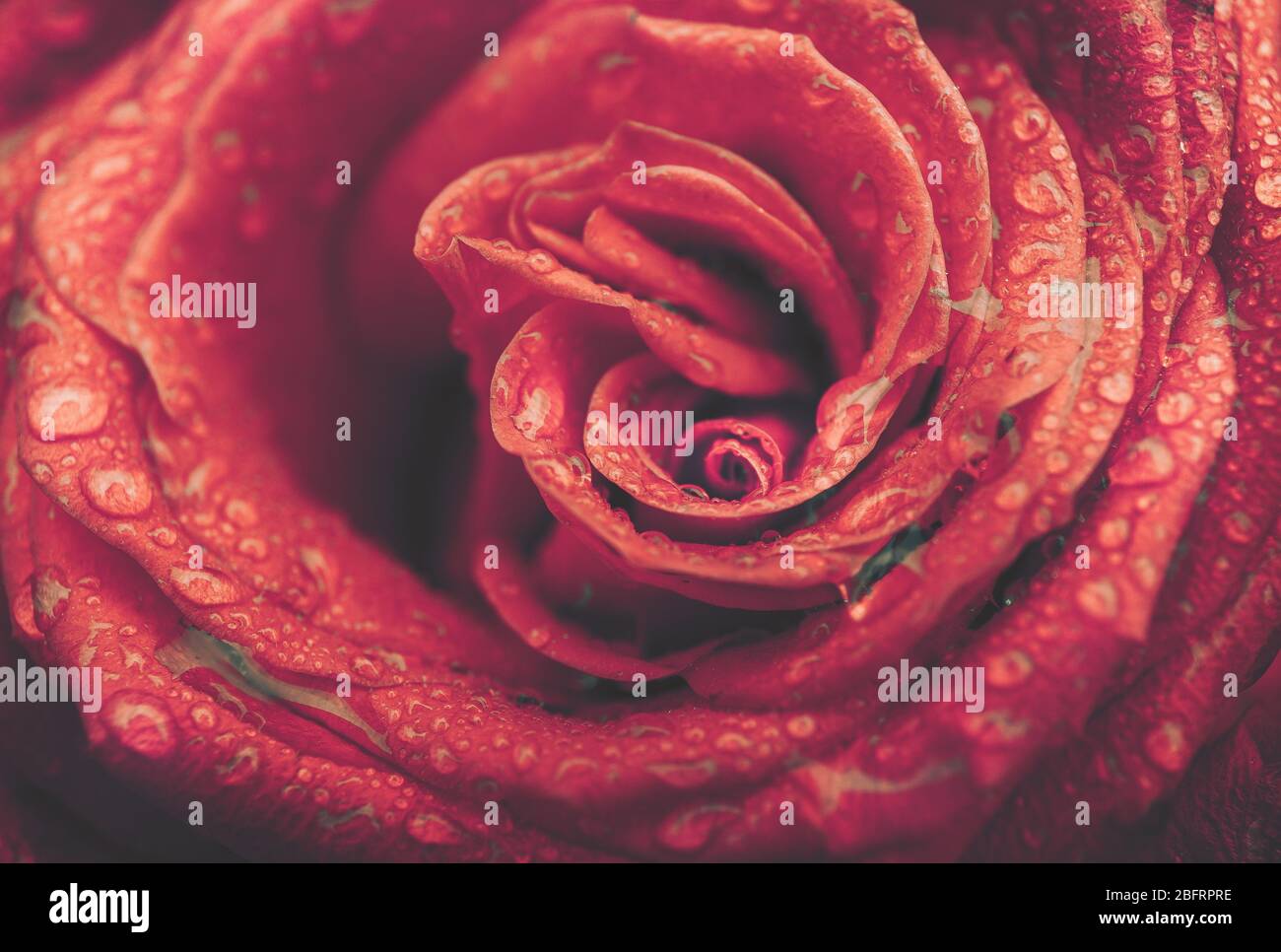 Closed Up Rose flower with vintage style Stock Photo - Alamy