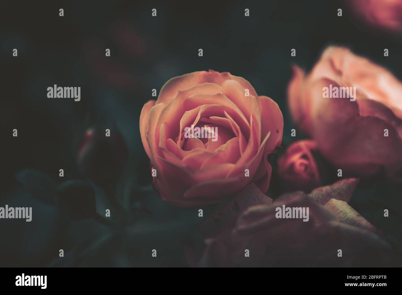 Closed Up Rose flower with vintage style Stock Photo - Alamy