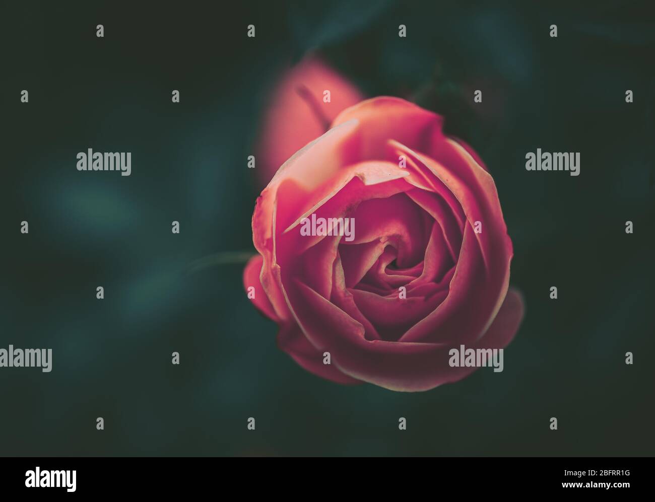 Closed Up Rose flower with vintage style Stock Photo - Alamy