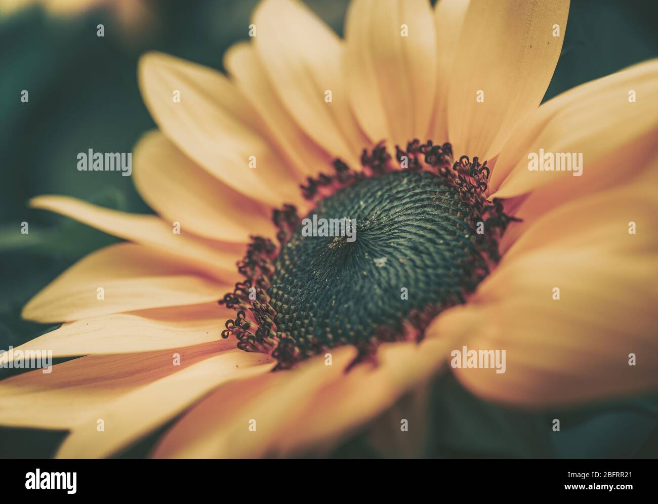 Isolated Sunflower flower with vintage style Stock Photo - Alamy