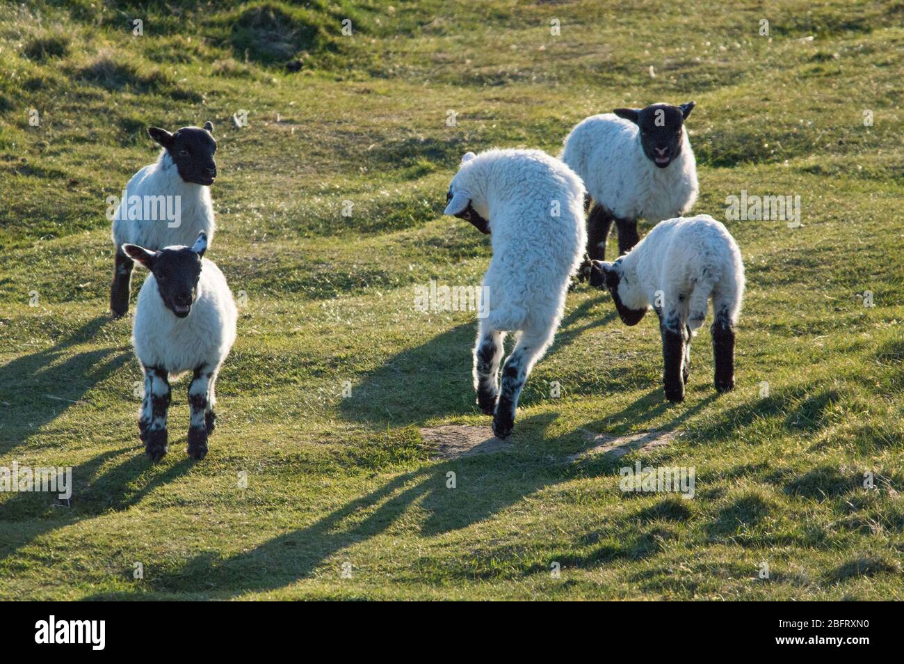 Black faced spring lambs at play hi-res stock photography and images ...