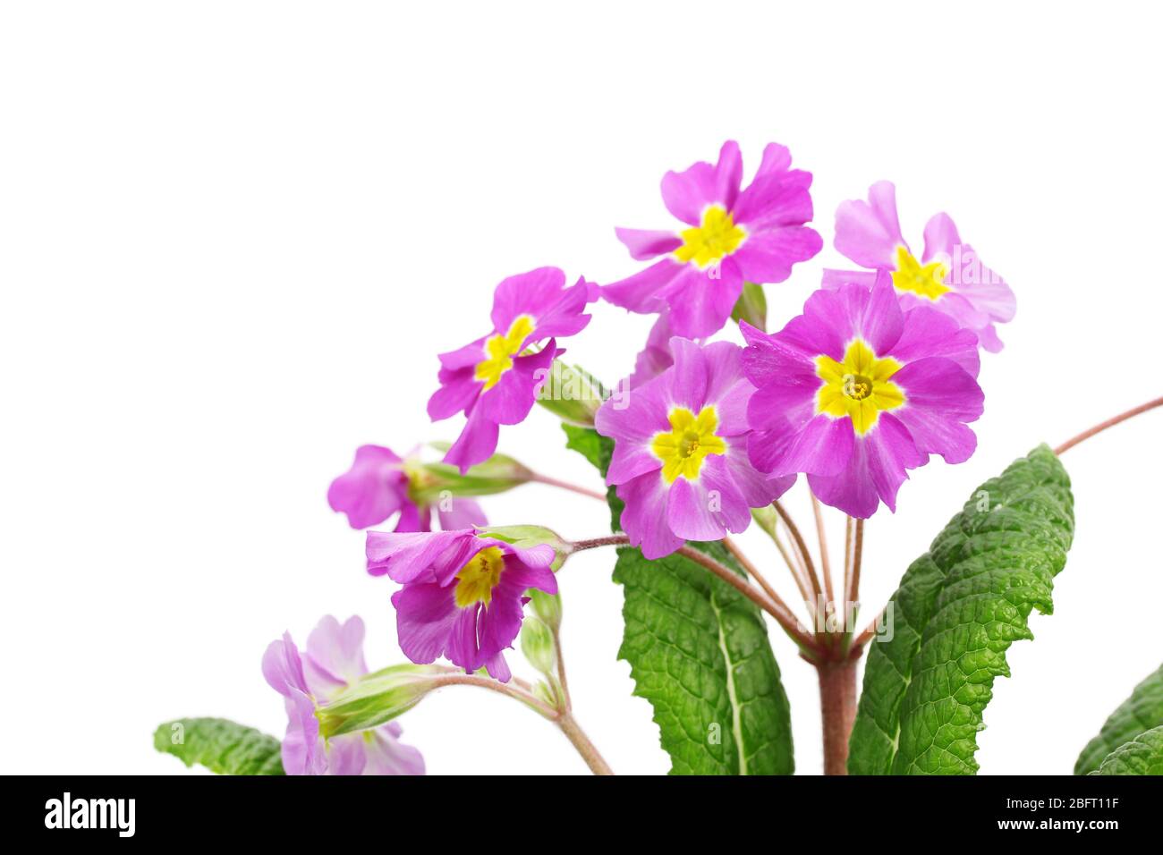 Beautiful purple primrose isolated on white Stock Photo - Alamy