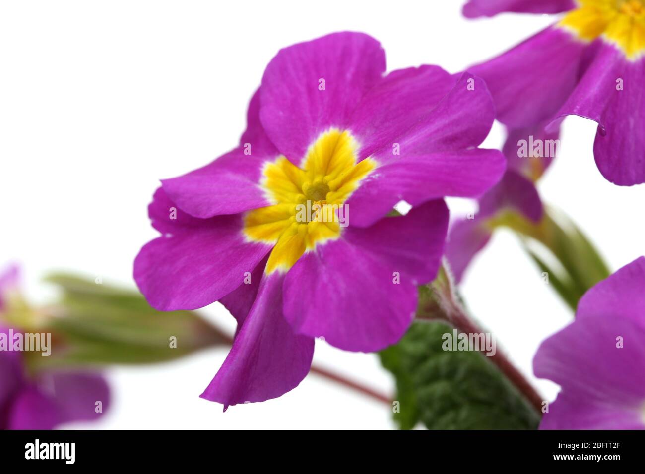 Closeup isolated purple primrose hi-res stock photography and images ...