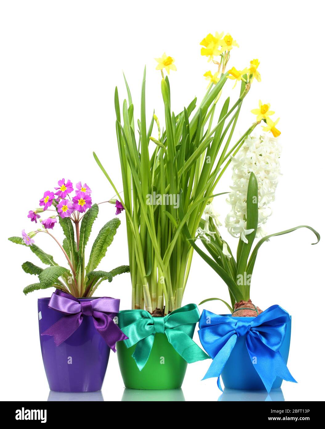 beautiful spring flowers in pots isolated on white Stock Photo - Alamy