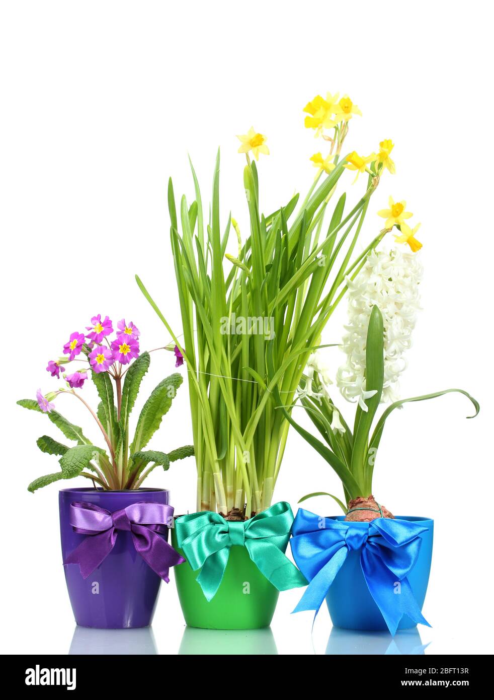 beautiful spring flowers in pots isolated on white Stock Photo - Alamy