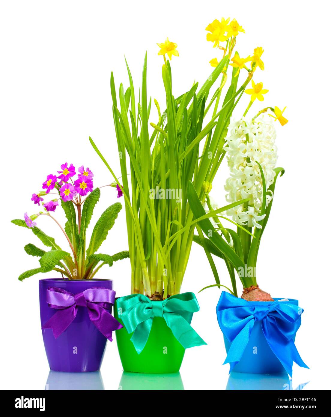 beautiful spring flowers in pots isolated on white Stock Photo - Alamy
