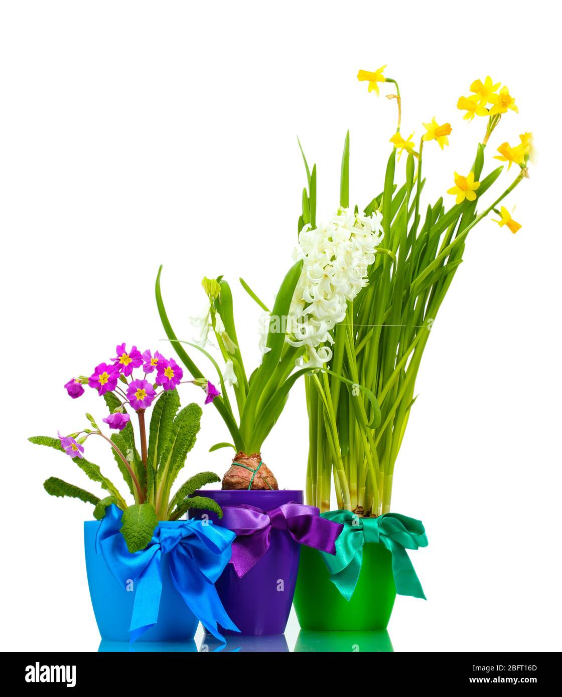 beautiful spring flowers in pots isolated on white Stock Photo - Alamy