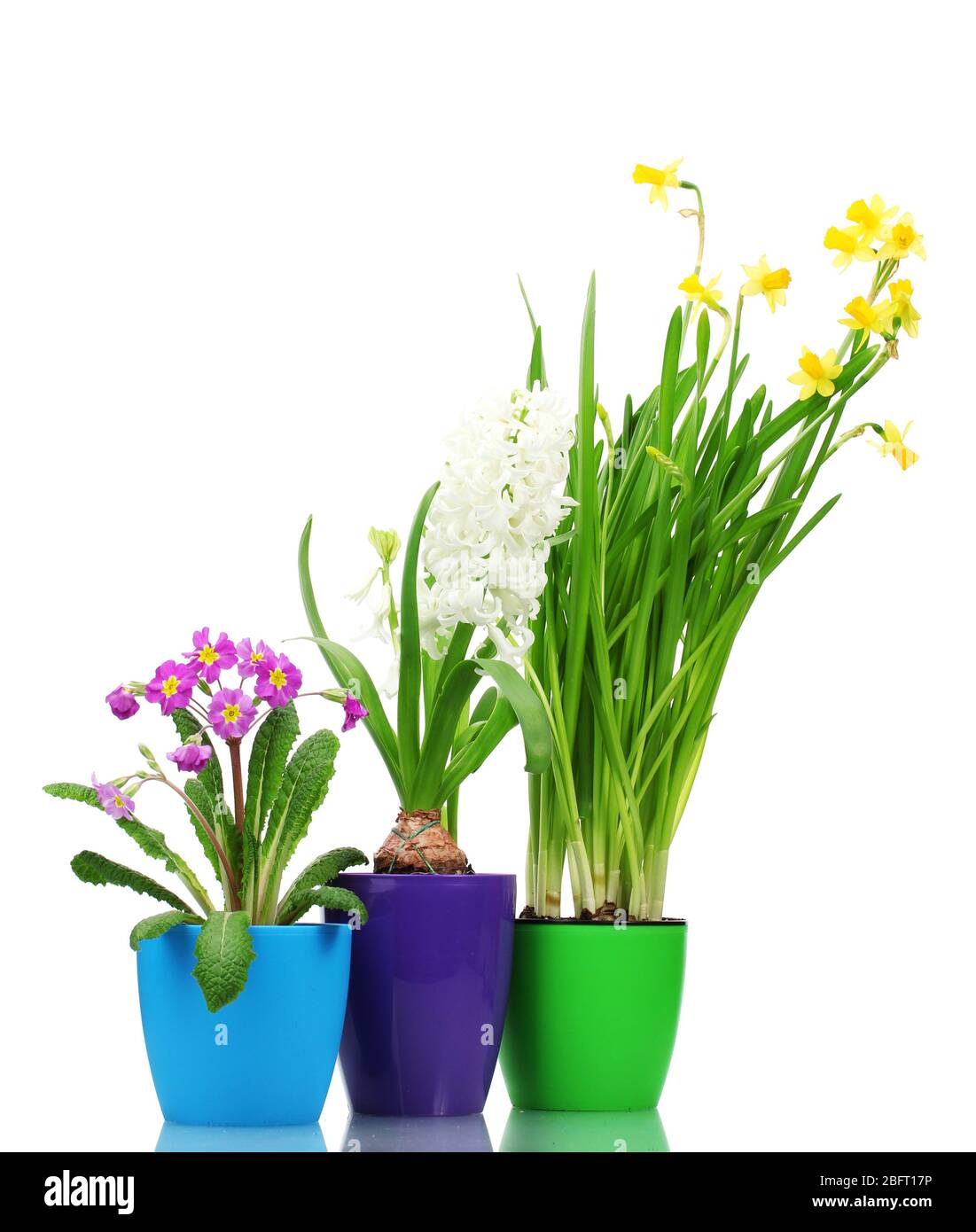 beautiful spring flowers in pots isolated on white Stock Photo - Alamy