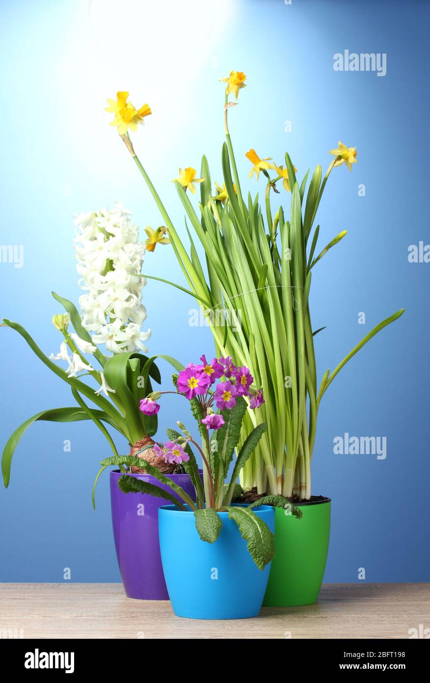 beautiful spring flowers in pots on wooden table on blue background ...