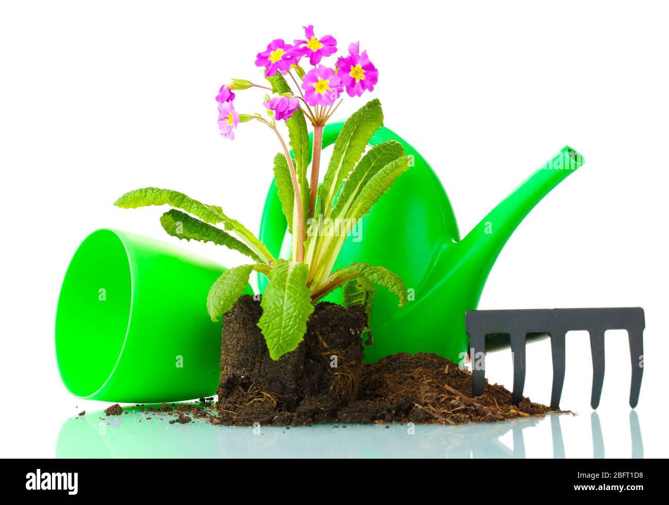 Beautiful purple primrose, soil, watering can and rake isolated on ...