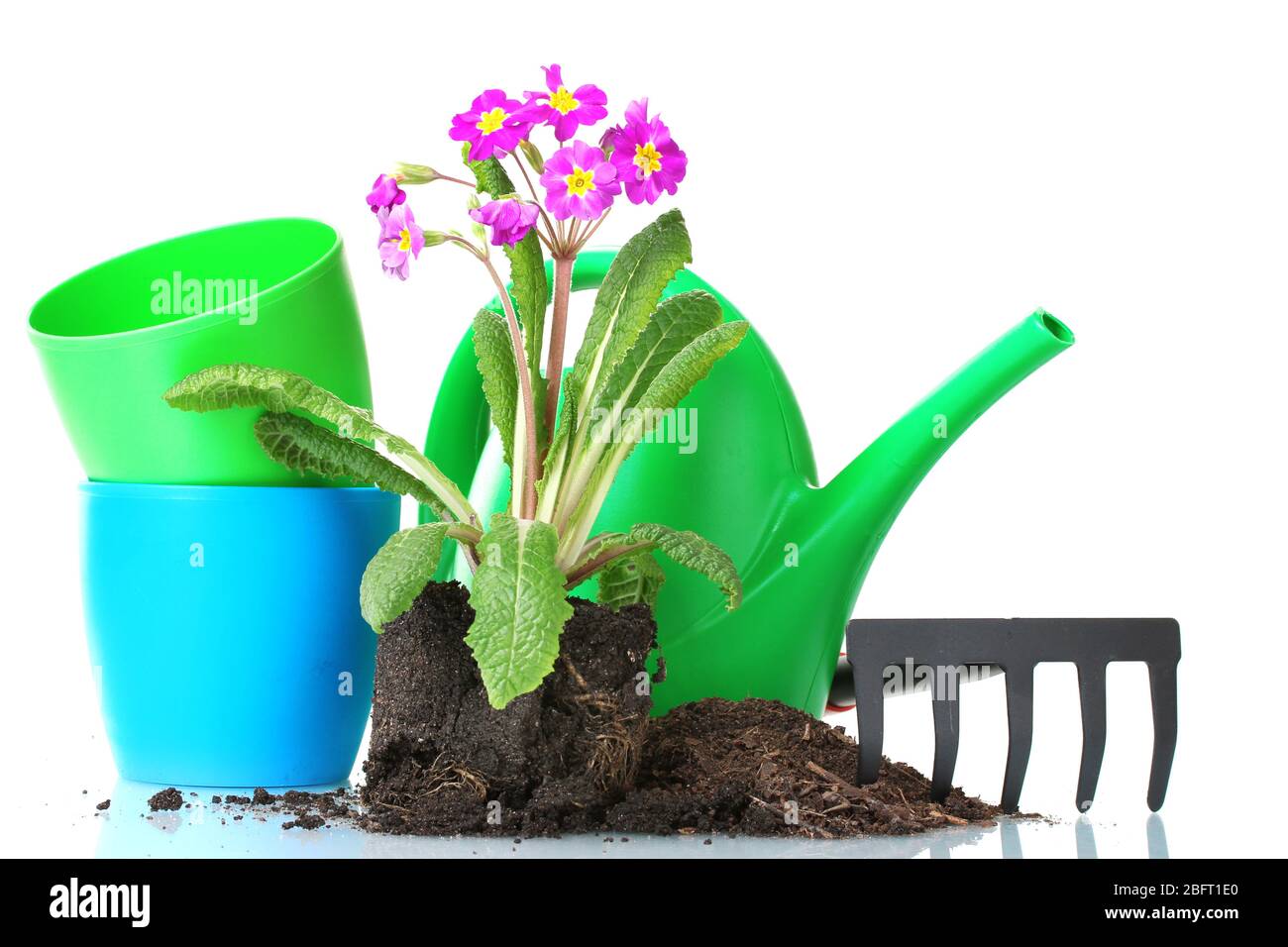 Beautiful purple primrose, soil, watering can and rake isolated on ...