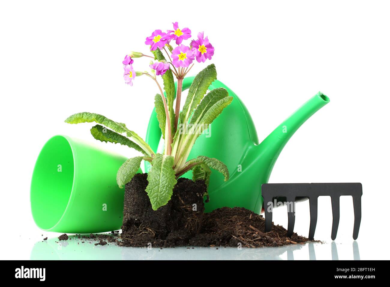 Beautiful purple primrose, soil, watering can and rake isolated on ...