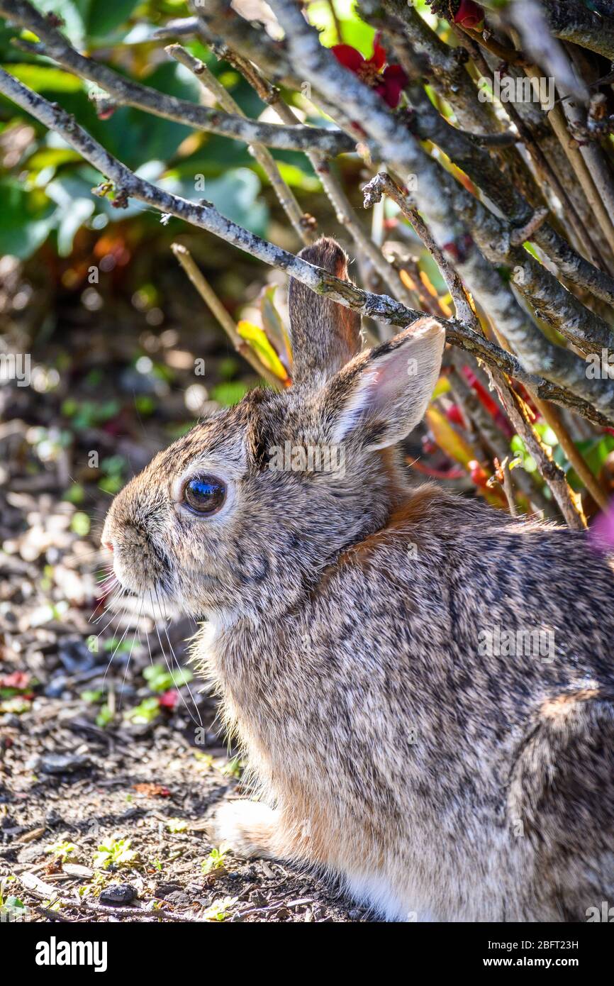Native rabbit sitting in a garden resting under a bush, spring wildlife ...